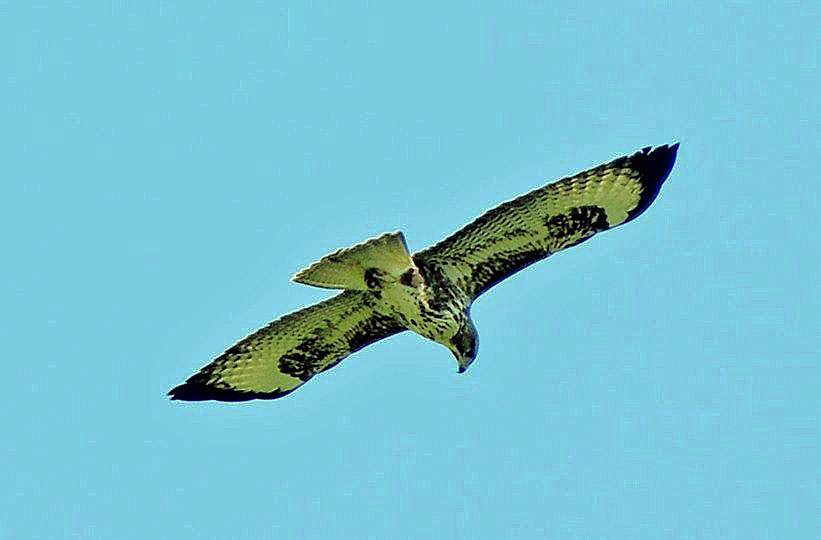 The return of the Buzzard – Pete's Favourite Things