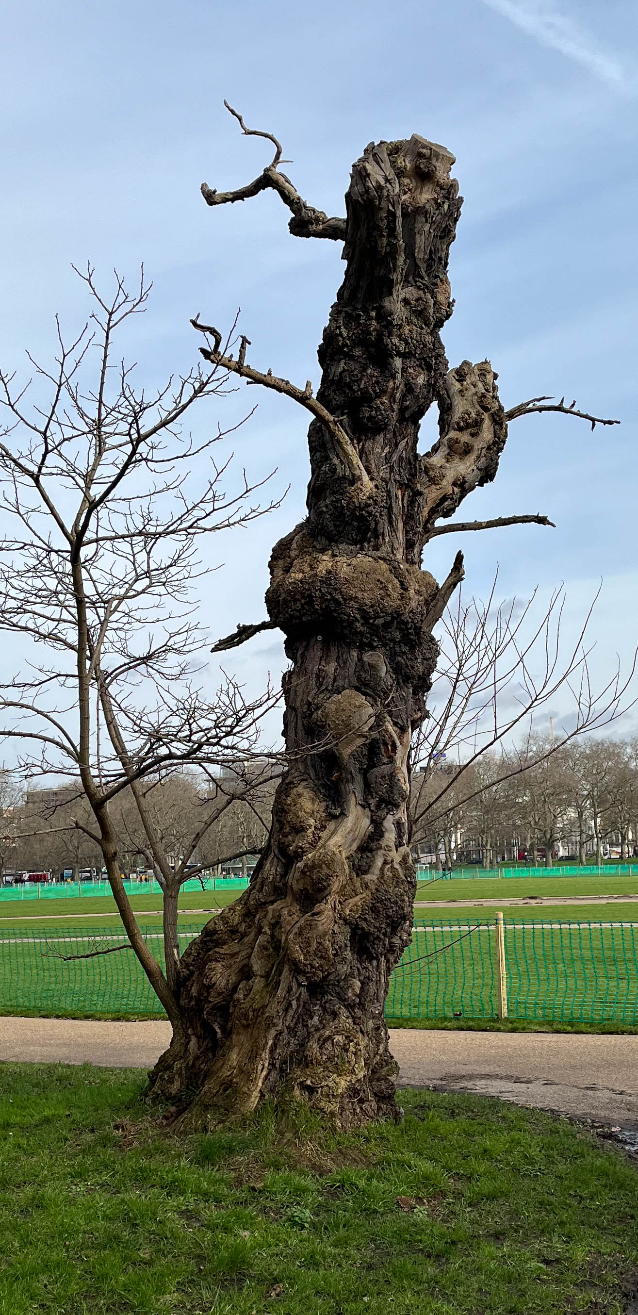 Gnarled Trees – Pete's Favourite Things