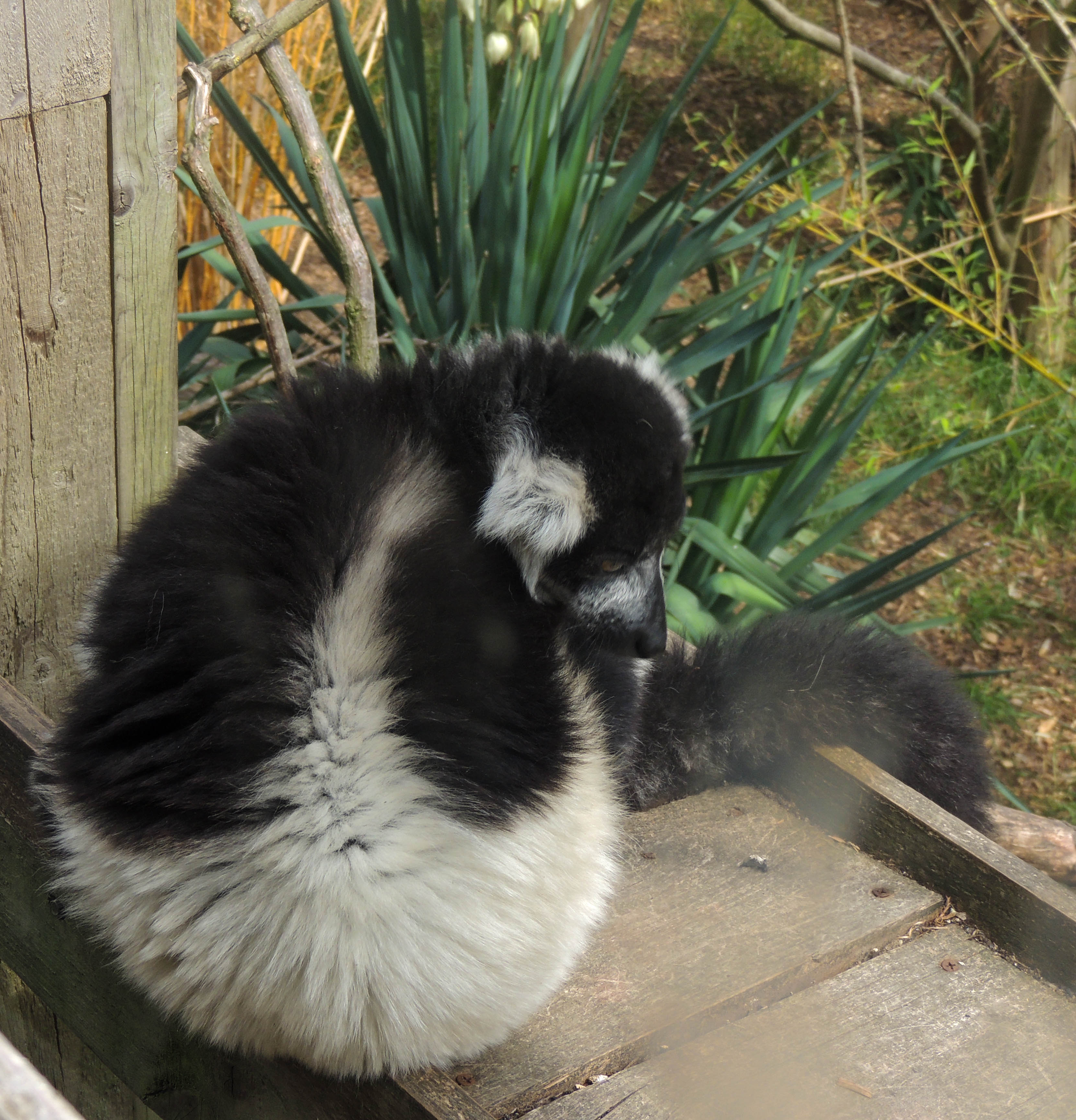 Fenn Bell Zoo – Pete's Favourite Things