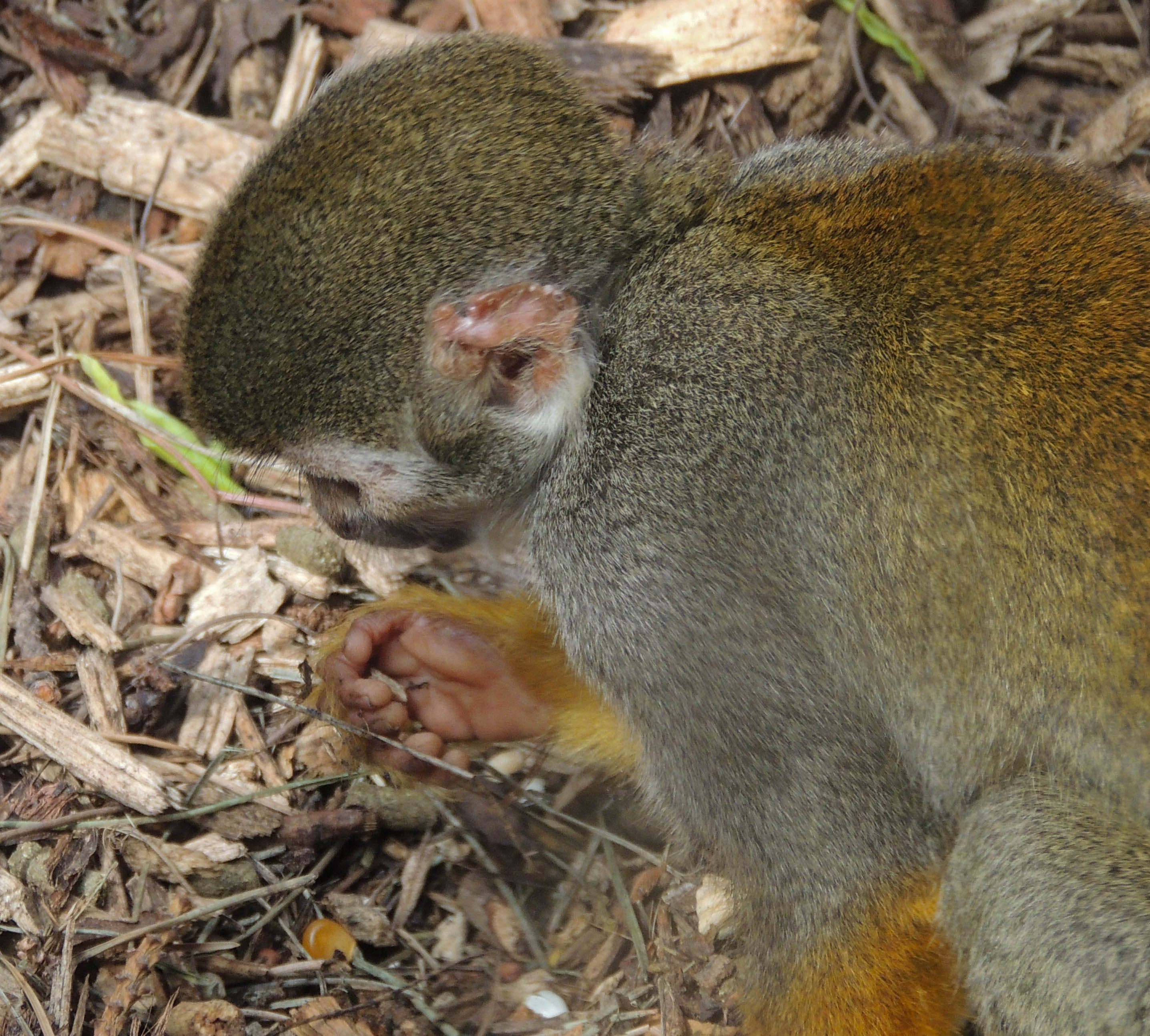 Fenn Bell Zoo – Pete's Favourite Things