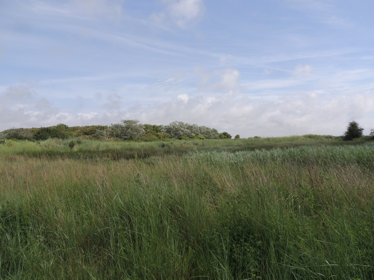 Pagham Harbour – Pete's Favourite Things