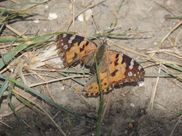 Pagham Harbour – Pete's Favourite Things